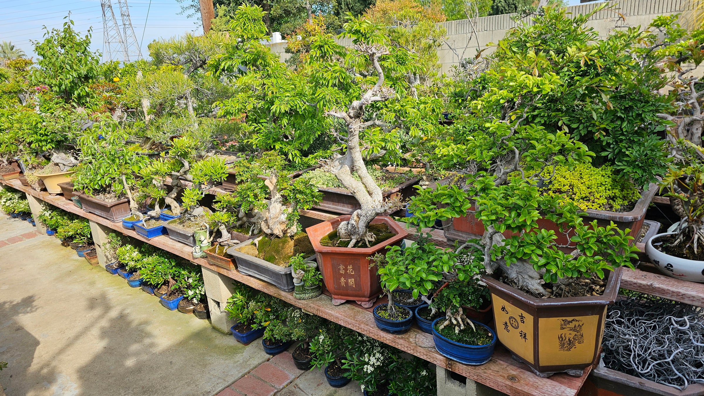 Premium Bonsai Trees | PenJing Nursery